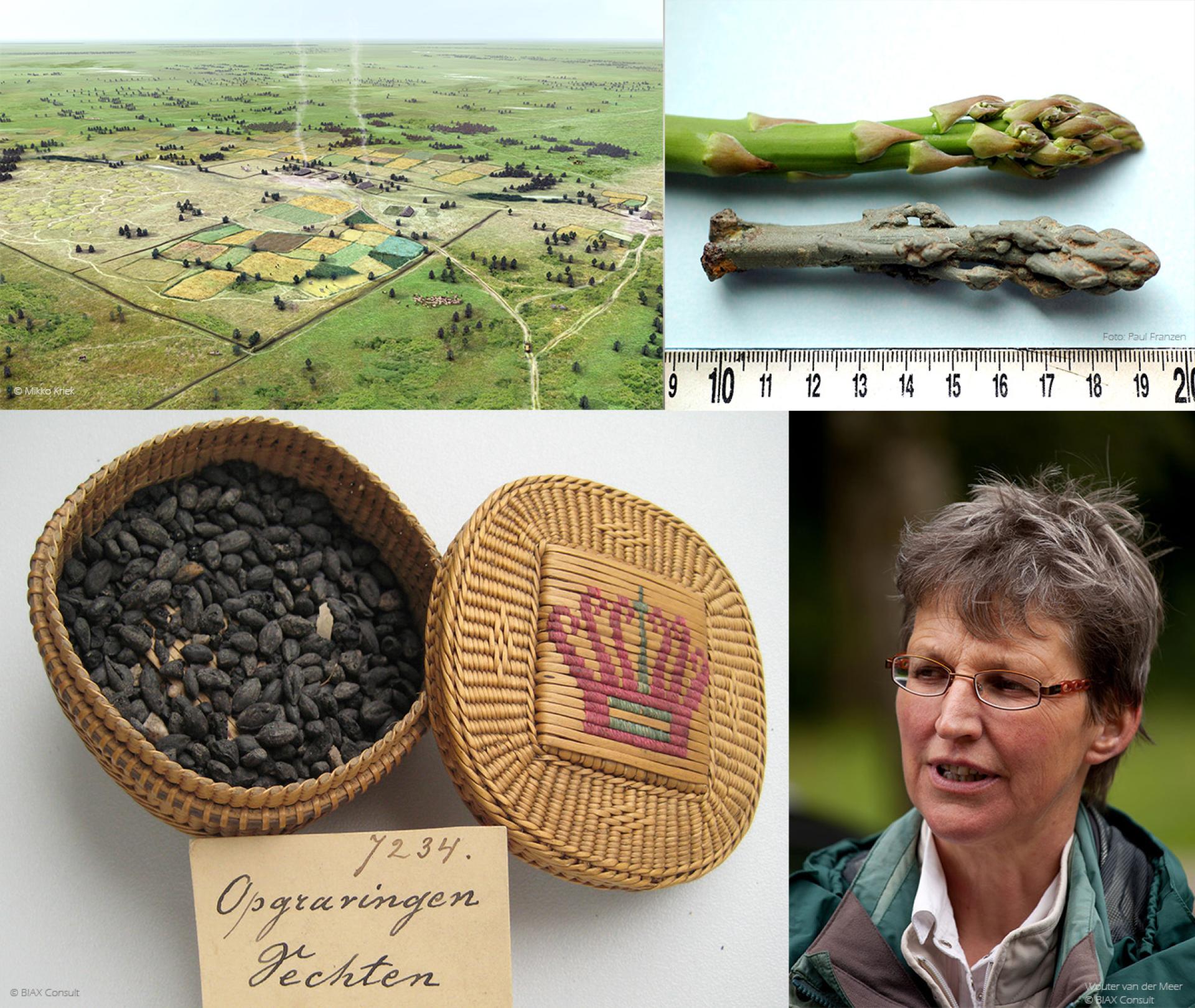 Lezing: Romeins en inheems voedingsgewoonten Limes | Archeon